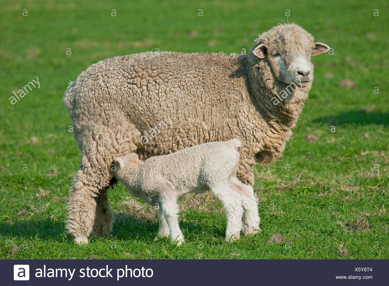 Corriedale Sheep Breed High Resolution Stock Photography and Images - Alamy