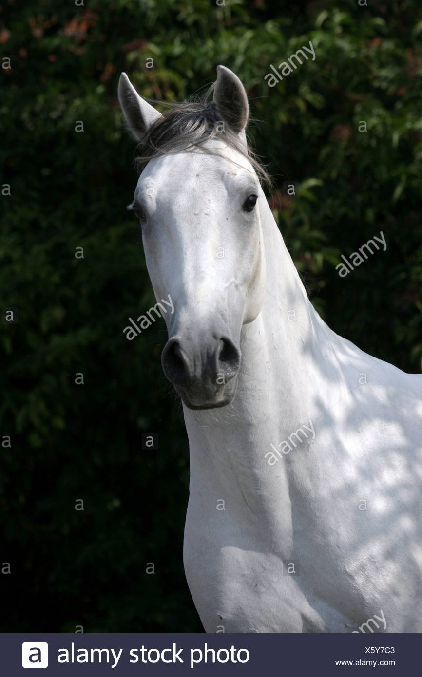 Lipizzan Horse Portrait High Resolution Stock Photography and Images - Alamy