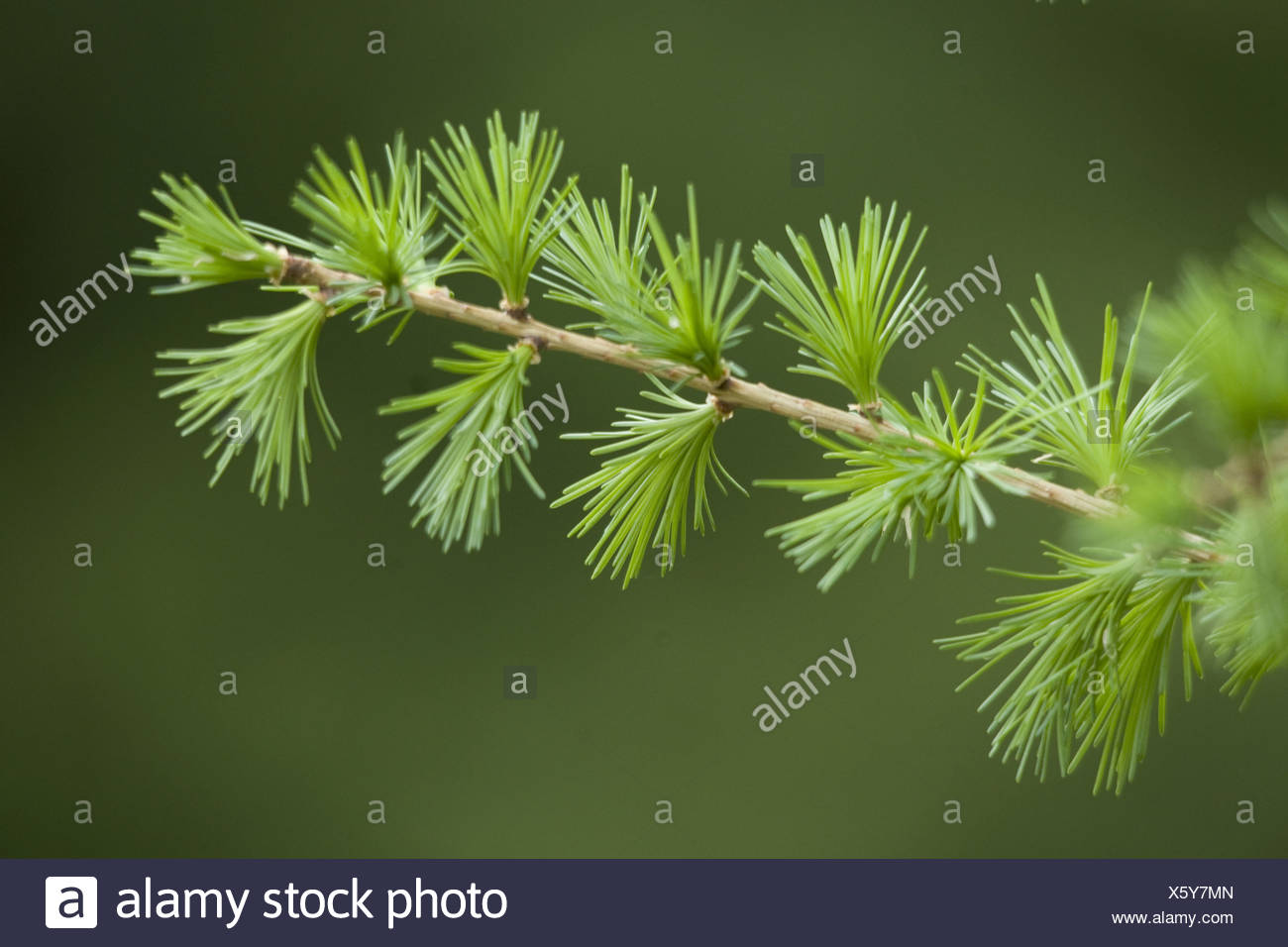 Needle Needles High Resolution Stock Photography and Images - Alamy