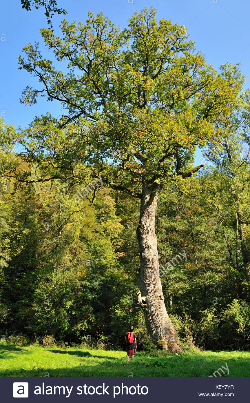 Royal Oak Tree High Resolution Stock Photography and Images - Alamy