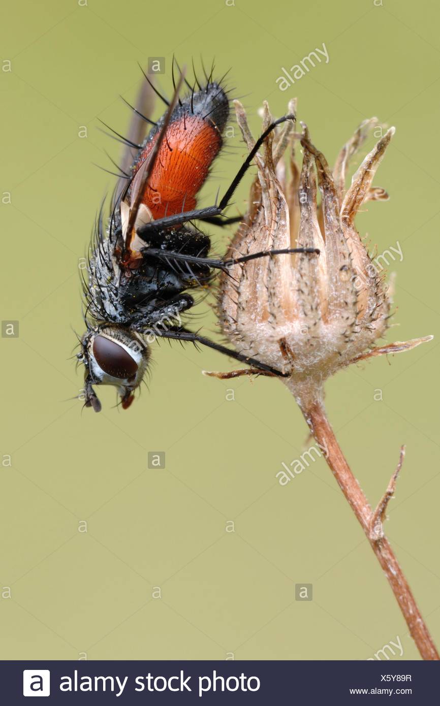 Parasitic Arthropod High Resolution Stock Photography and Images - Alamy