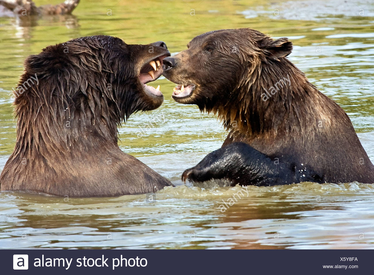 Grizzly Bears Fighting Stock Photos & Grizzly Bears Fighting Stock ...