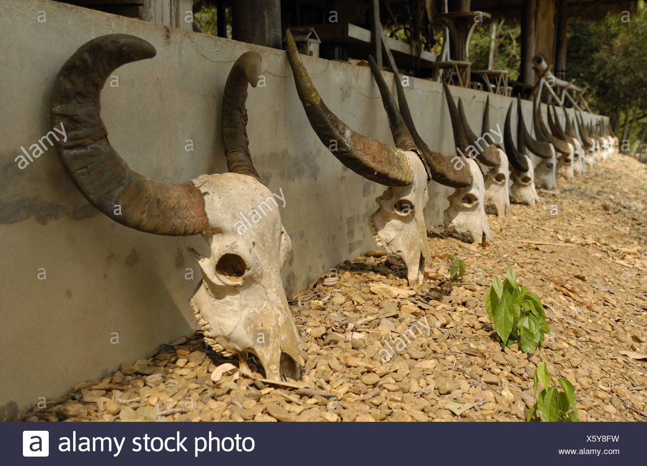 Water Buffalo Skulls Stock Photos & Water Buffalo Skulls Stock Images ...