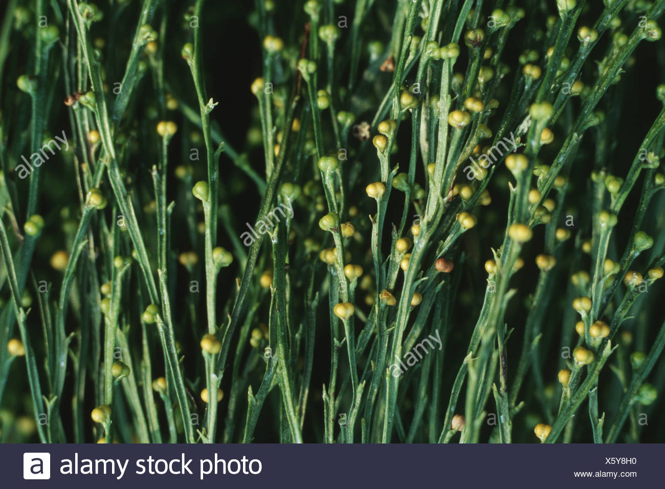 Nudum High Resolution Stock Photography and Images - Alamy