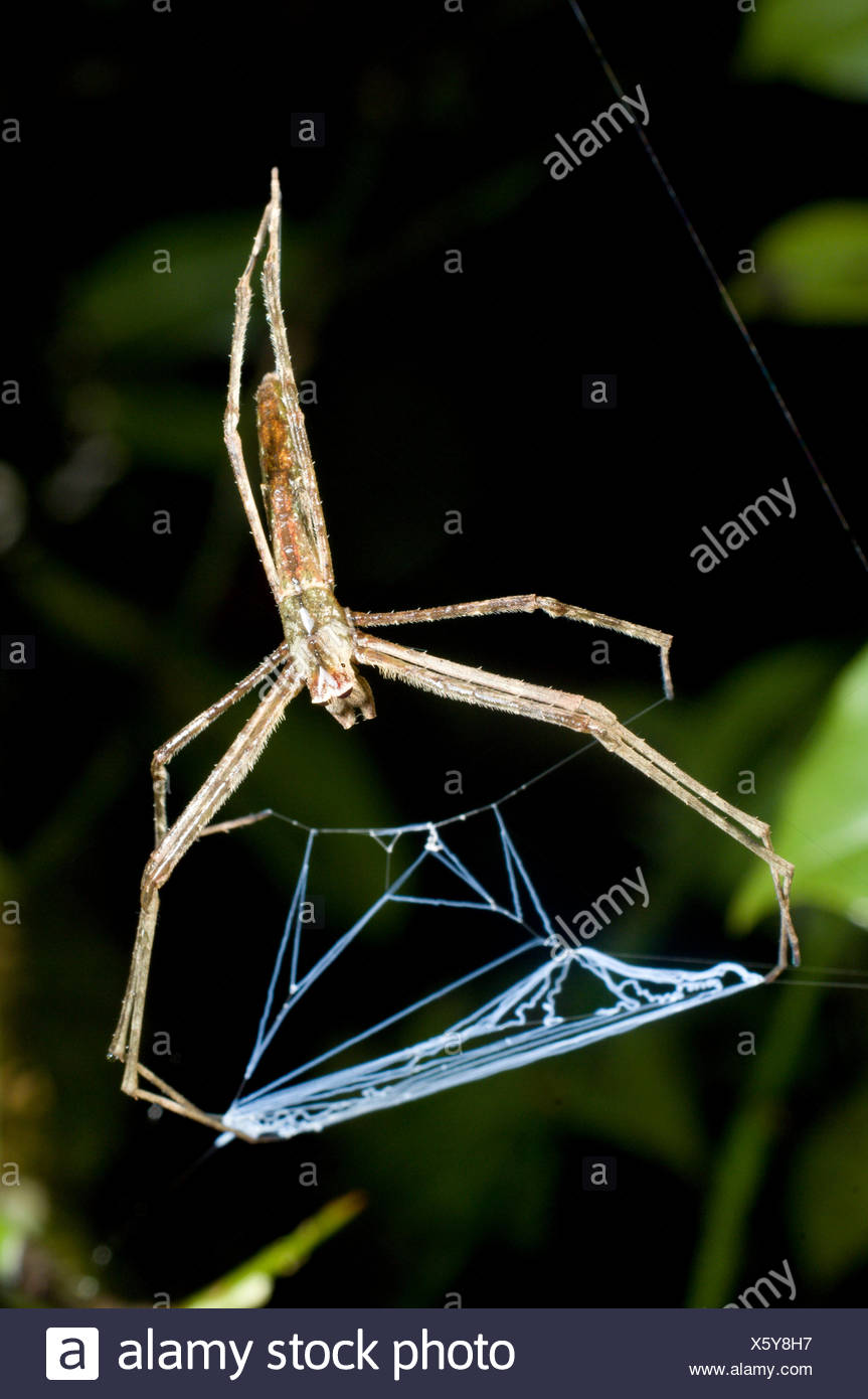 Net Casting Spiders Deinopis Sp High Resolution Stock Photography and ...