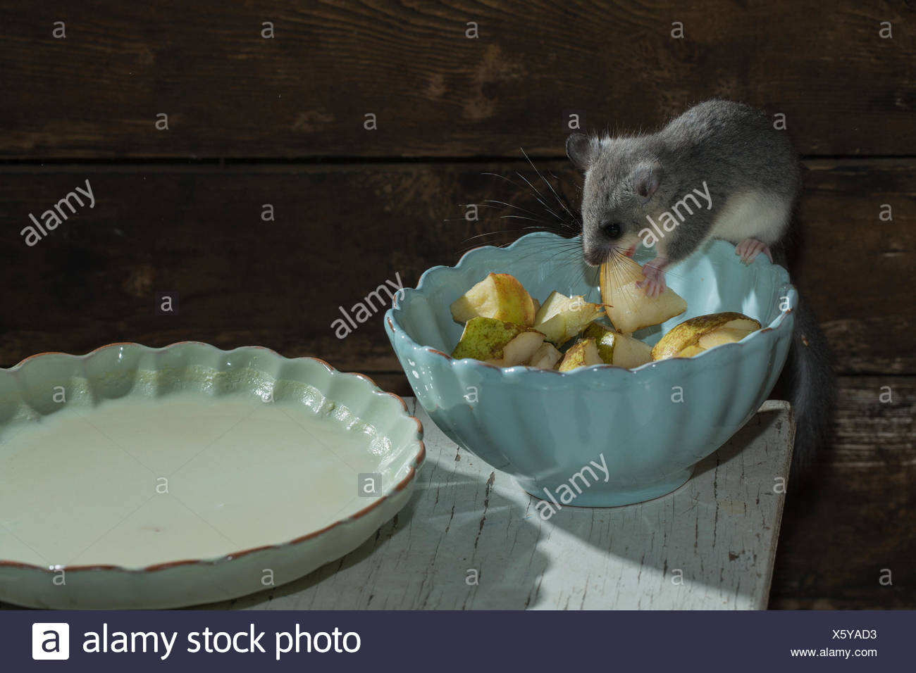 Dormouse Fruit High Resolution Stock Photography and Images - Alamy