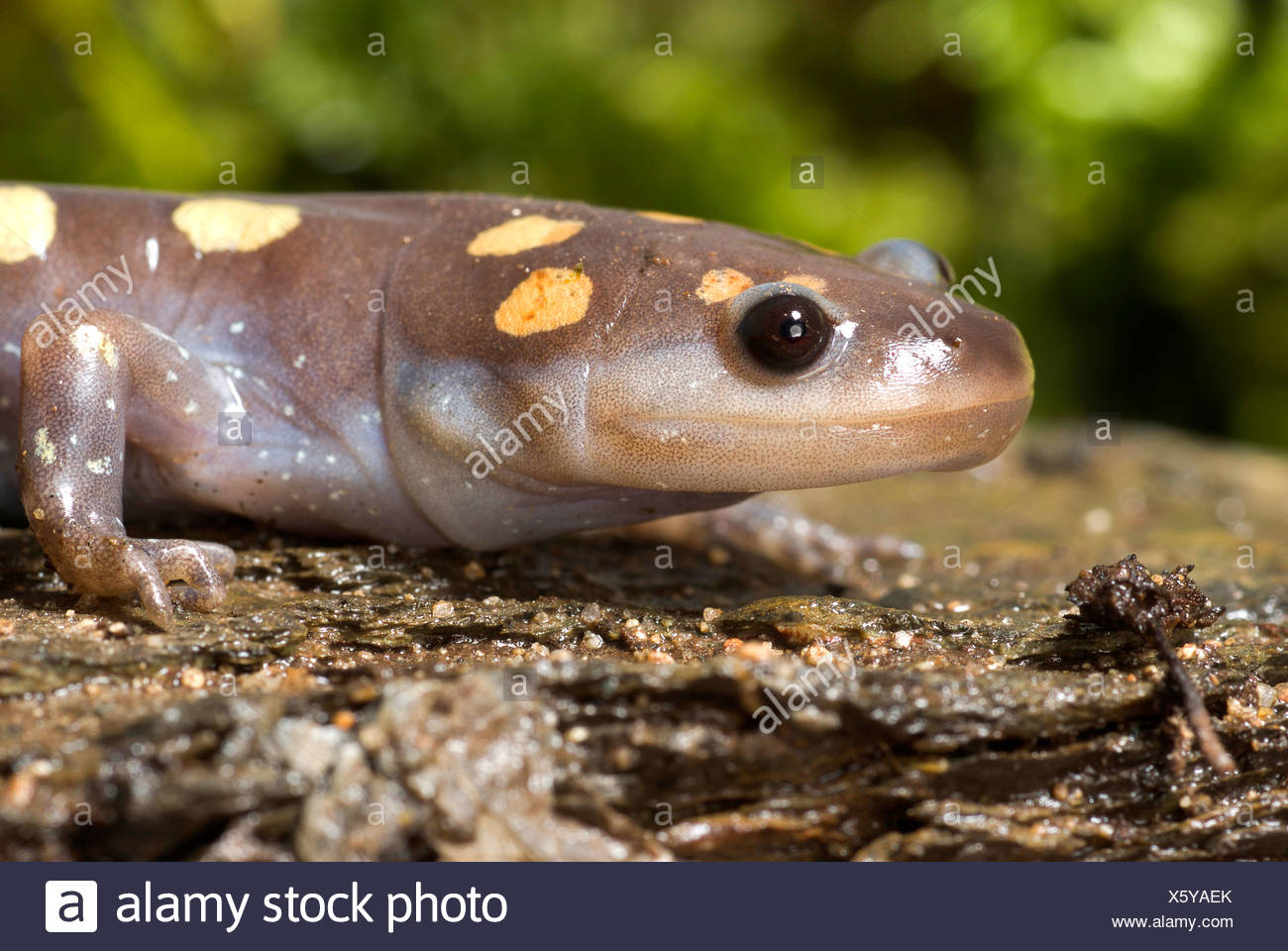 Mole Salamanders High Resolution Stock Photography and Images - Alamy