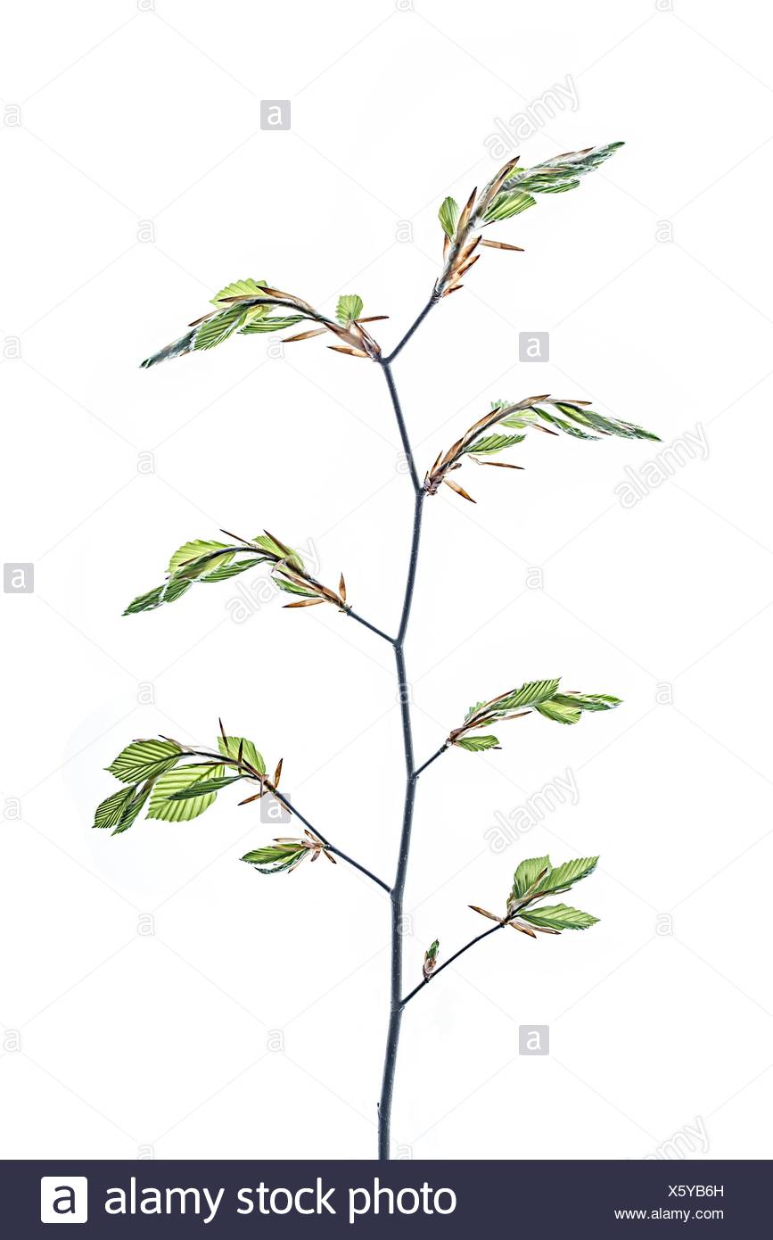 Beech Twig High Resolution Stock Photography and Images - Alamy