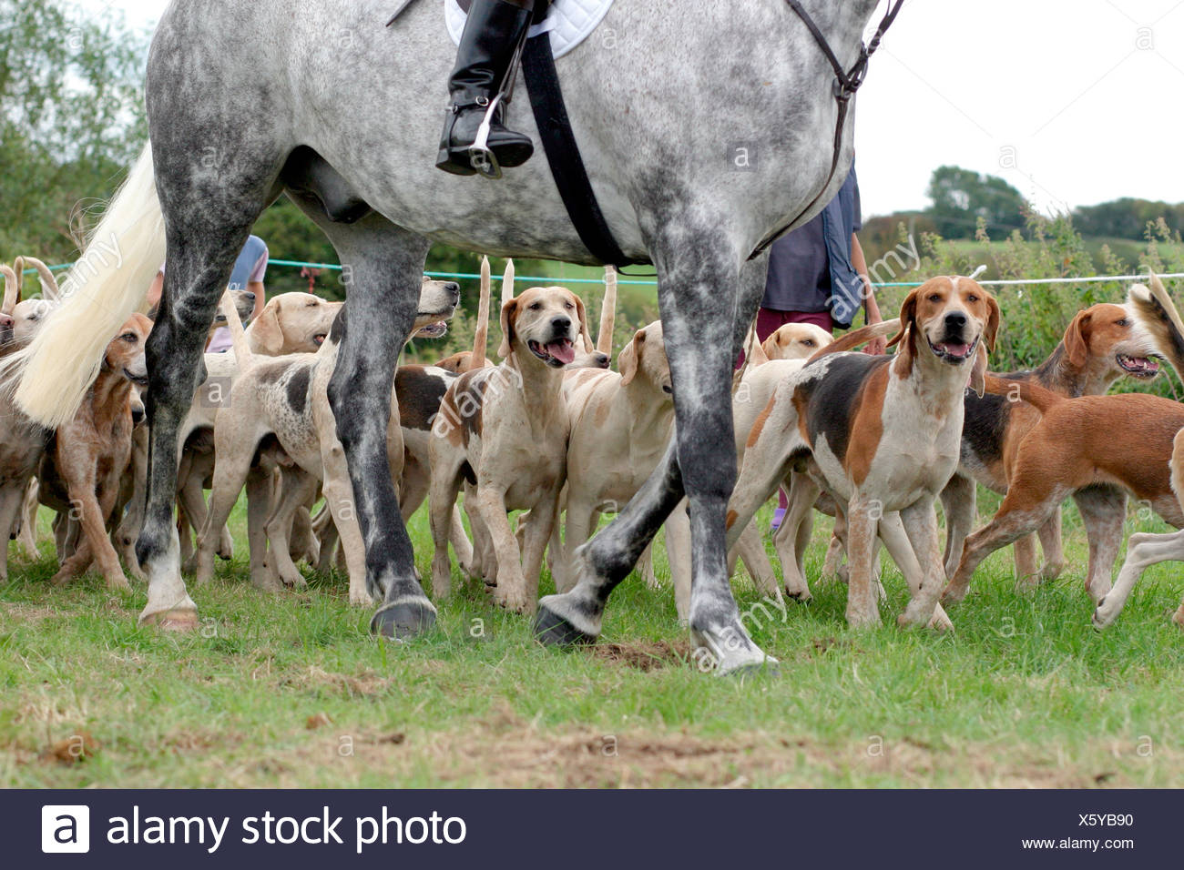Fox Hunting Dogs High Resolution Stock Photography and Images - Alamy
