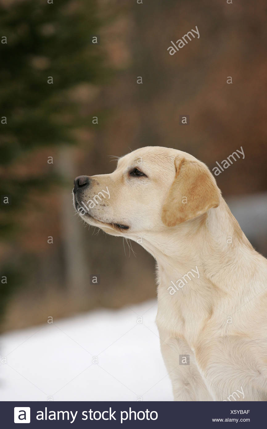 Labrador Side View High Resolution Stock Photography and Images - Alamy