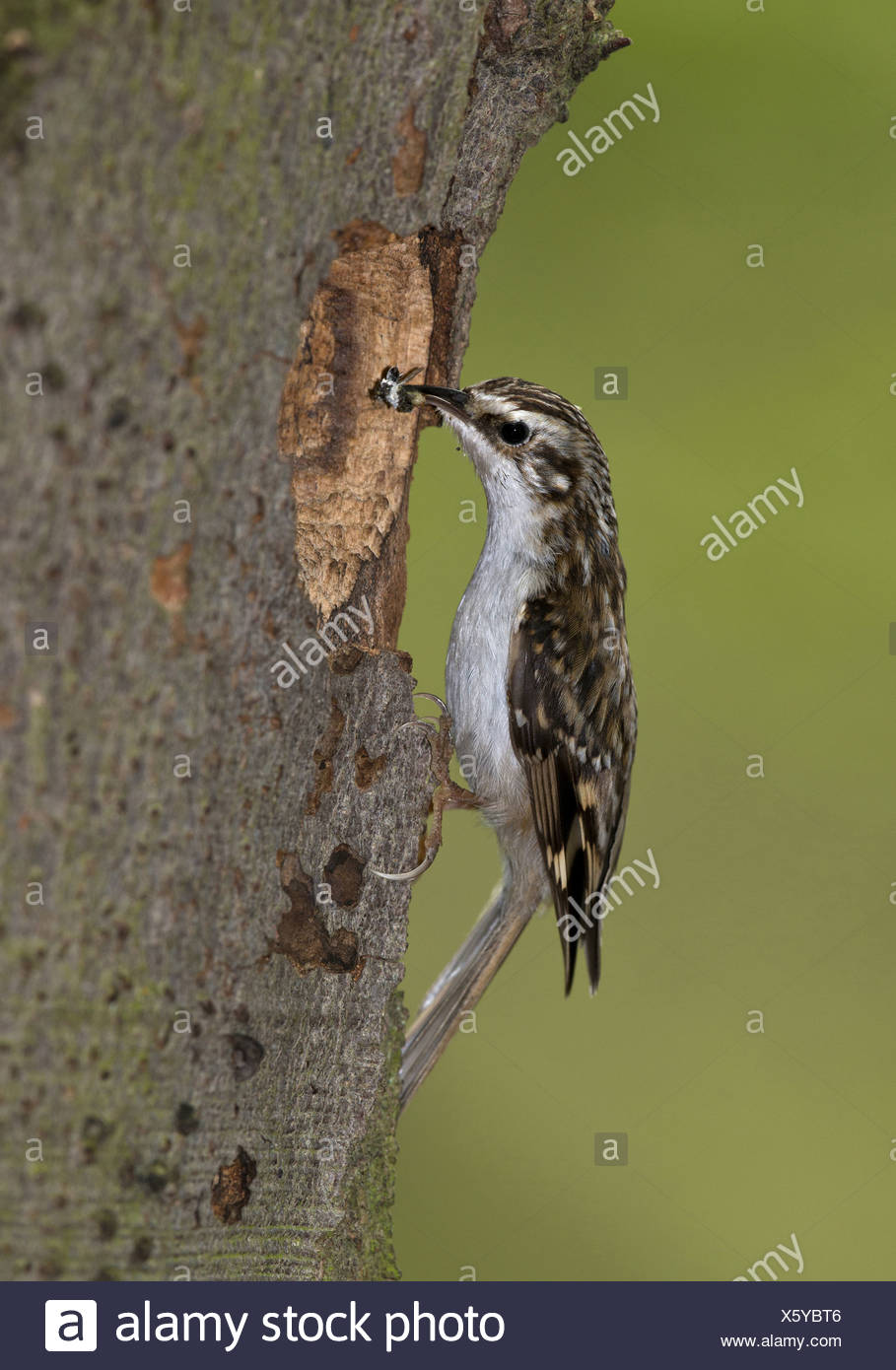 Common Treecreeper Certhia Familiaris Stock Photos & Common Treecreeper ...