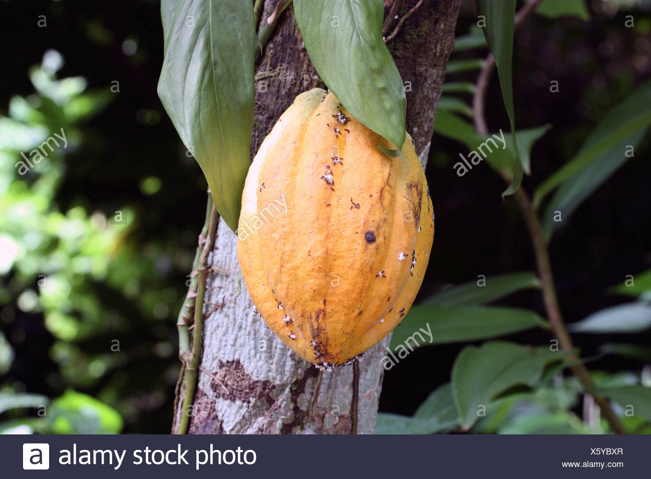 Cocoa Bean Pod High Resolution Stock Photography and Images - Alamy