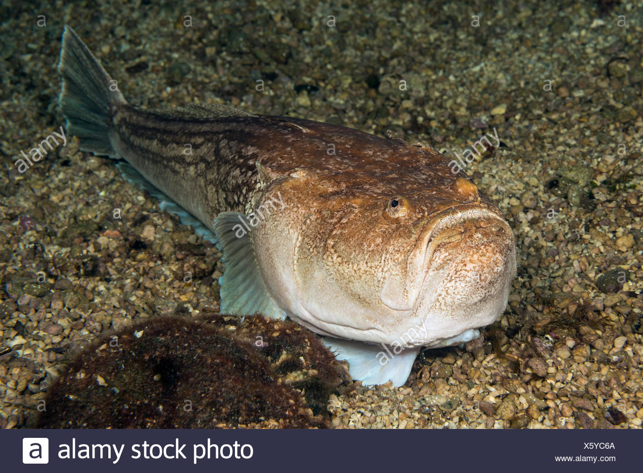 Uranoscopus Scaber High Resolution Stock Photography and Images - Alamy