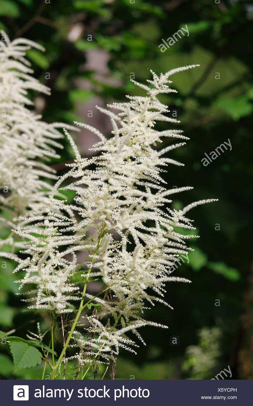 Goats Beard Flower High Resolution Stock Photography and Images - Alamy