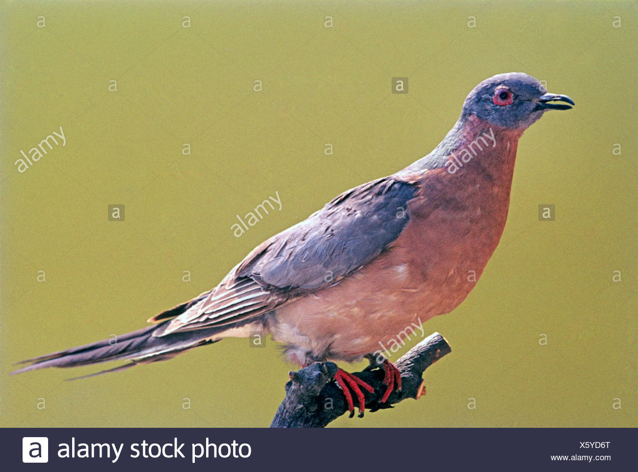 Extinct Bird Species High Resolution Stock Photography and Images - Alamy
