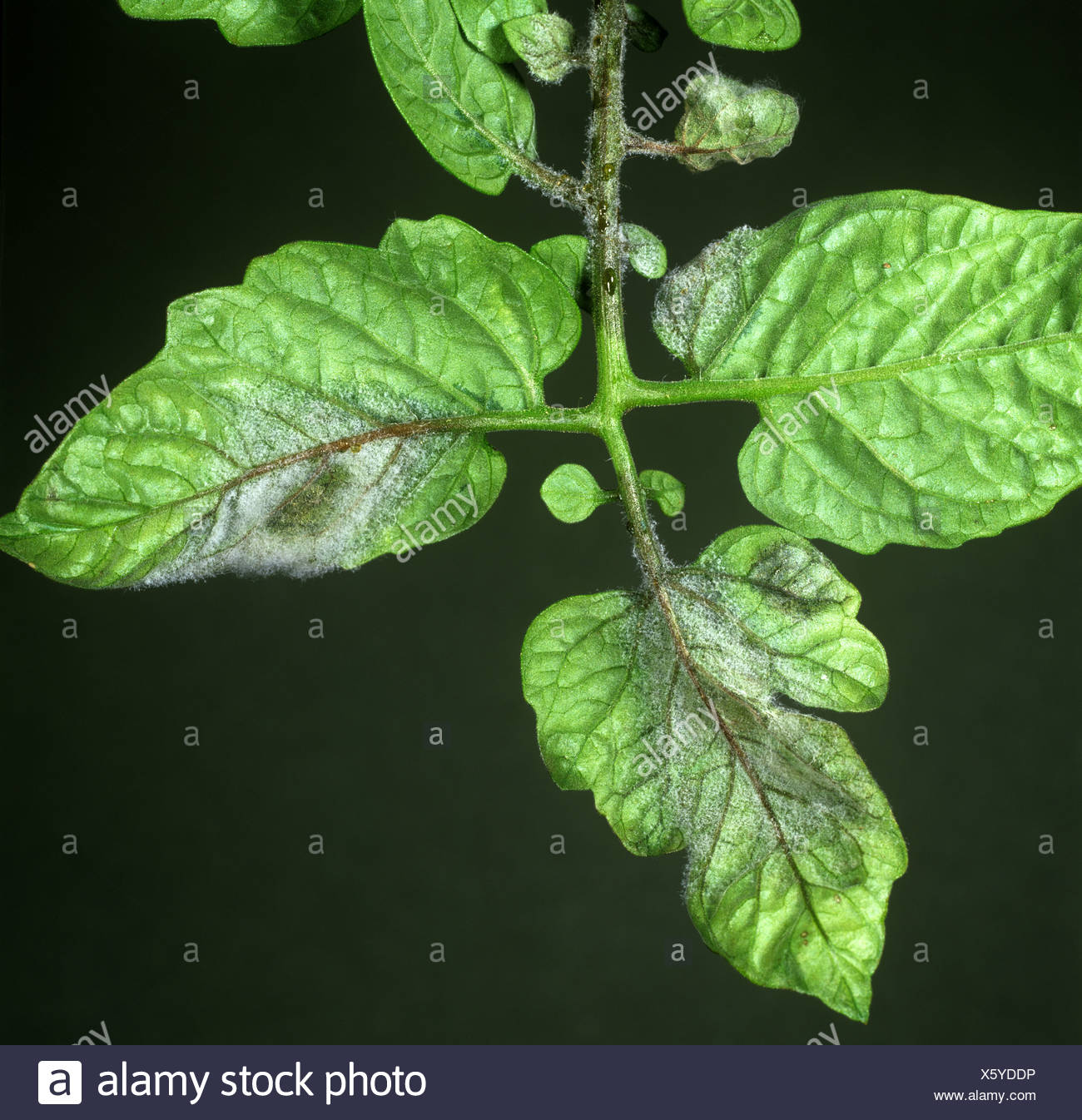 Leaf Necrosis Stock Photos & Leaf Necrosis Stock Images - Alamy