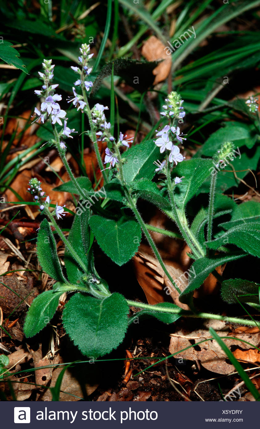 Gypsy Weed High Resolution Stock Photography and Images - Alamy