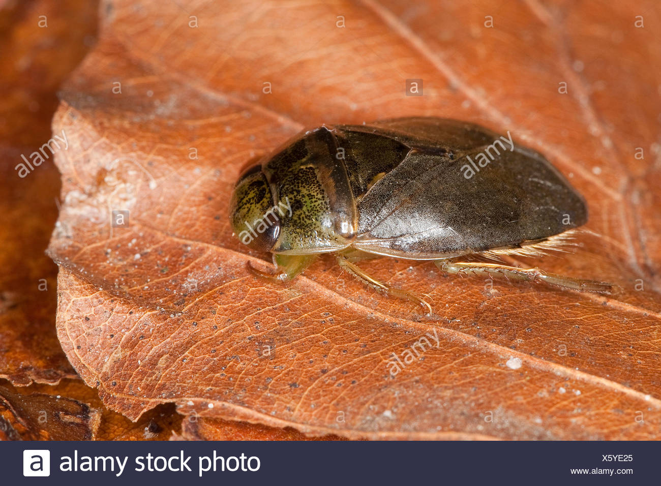 True Water Bug High Resolution Stock Photography and Images - Alamy