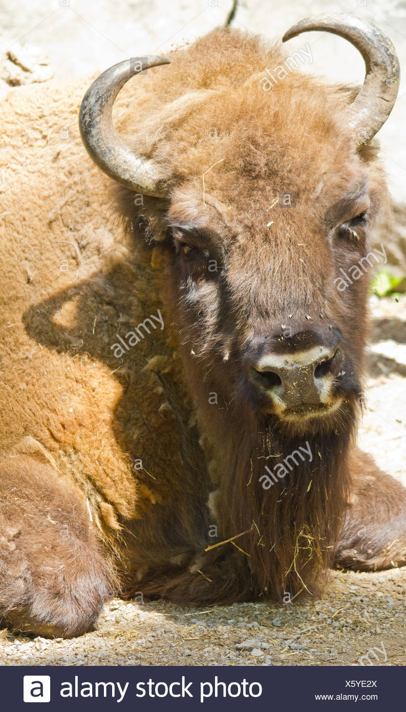Buffalo Tongue High Resolution Stock Photography and Images - Alamy