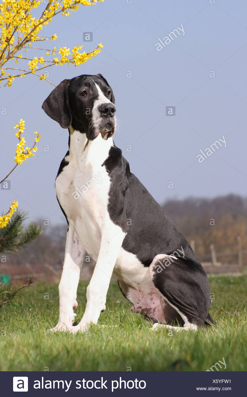 Boarhound High Resolution Stock Photography and Images - Alamy