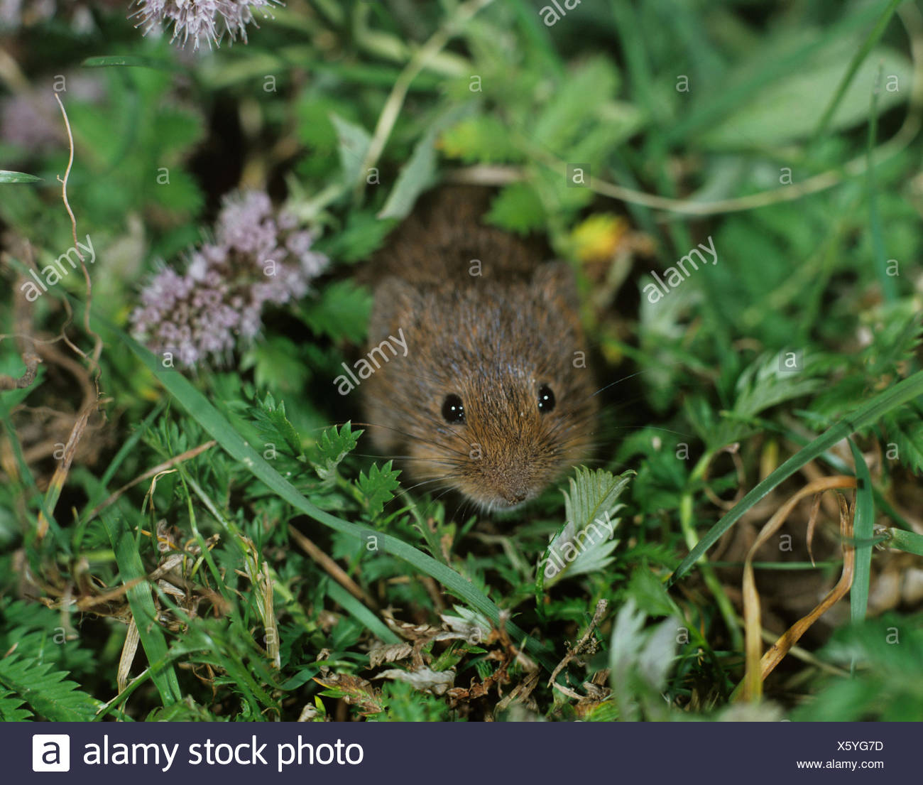 Meadow Vole High Resolution Stock Photography and Images - Alamy