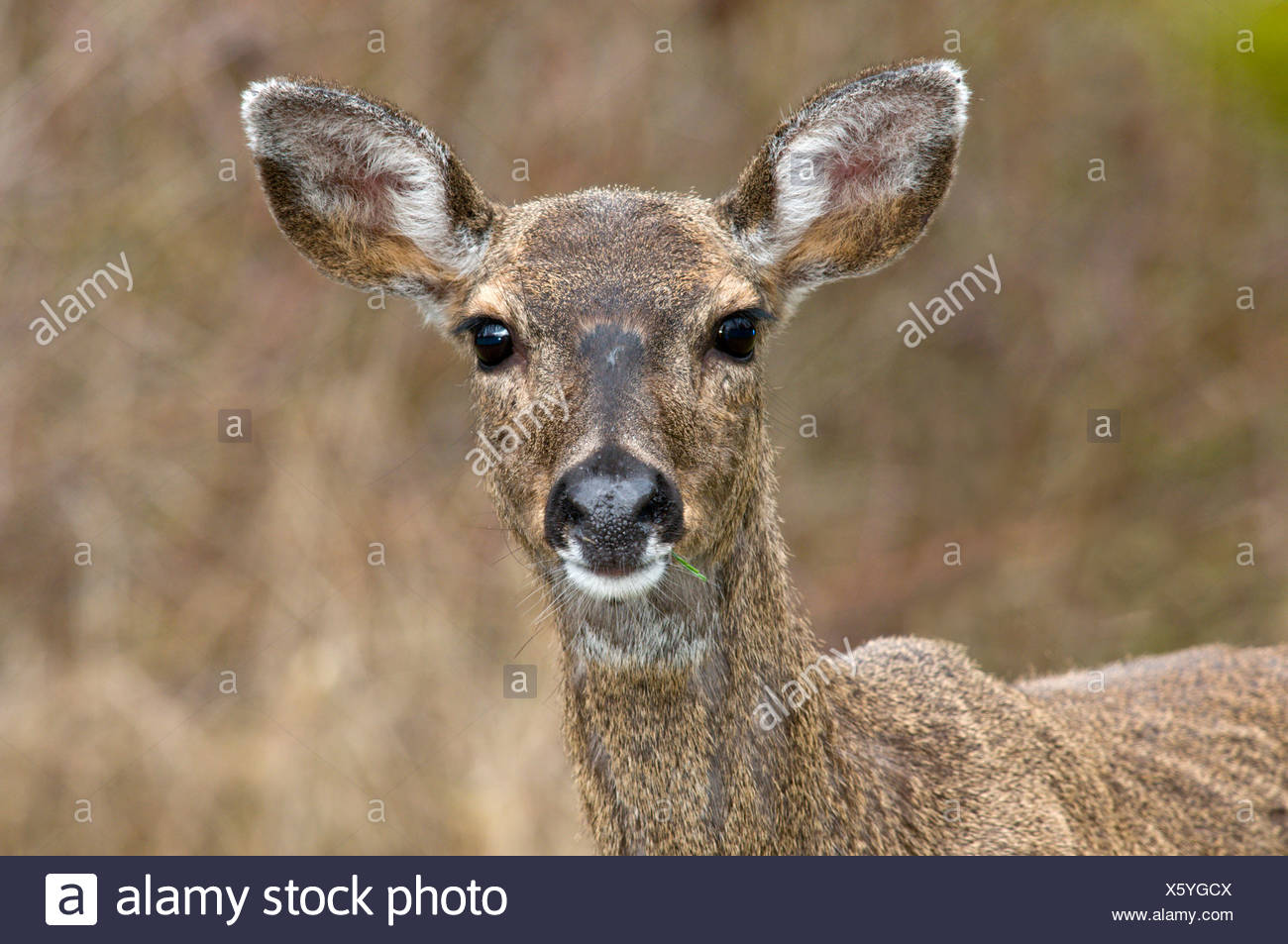 Female Deers High Resolution Stock Photography and Images - Alamy