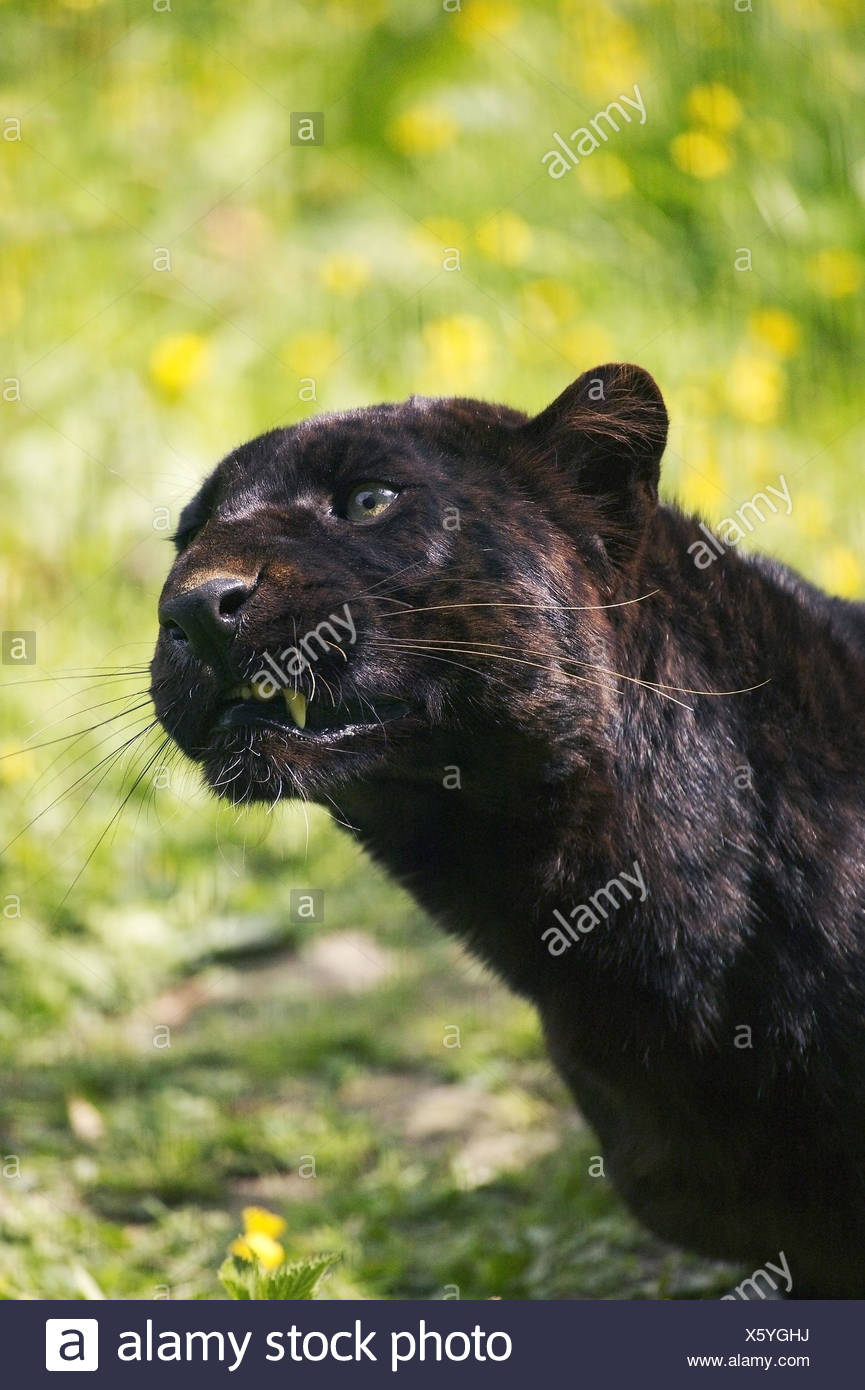 Black Leopard Or Black Panther Panthera Pardus High Resolution Stock ...