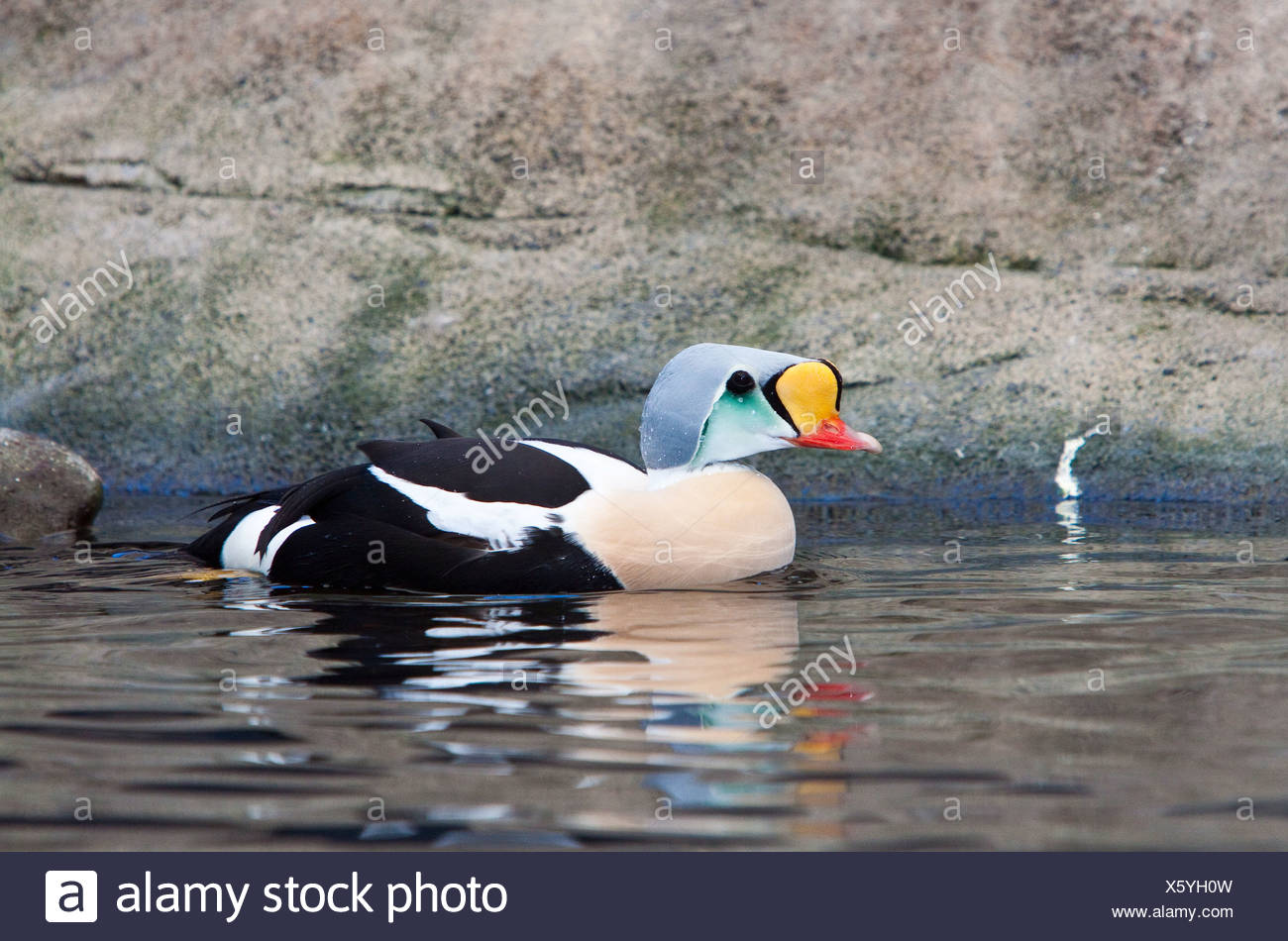 King Eider Duck Stock Photos & King Eider Duck Stock Images - Alamy