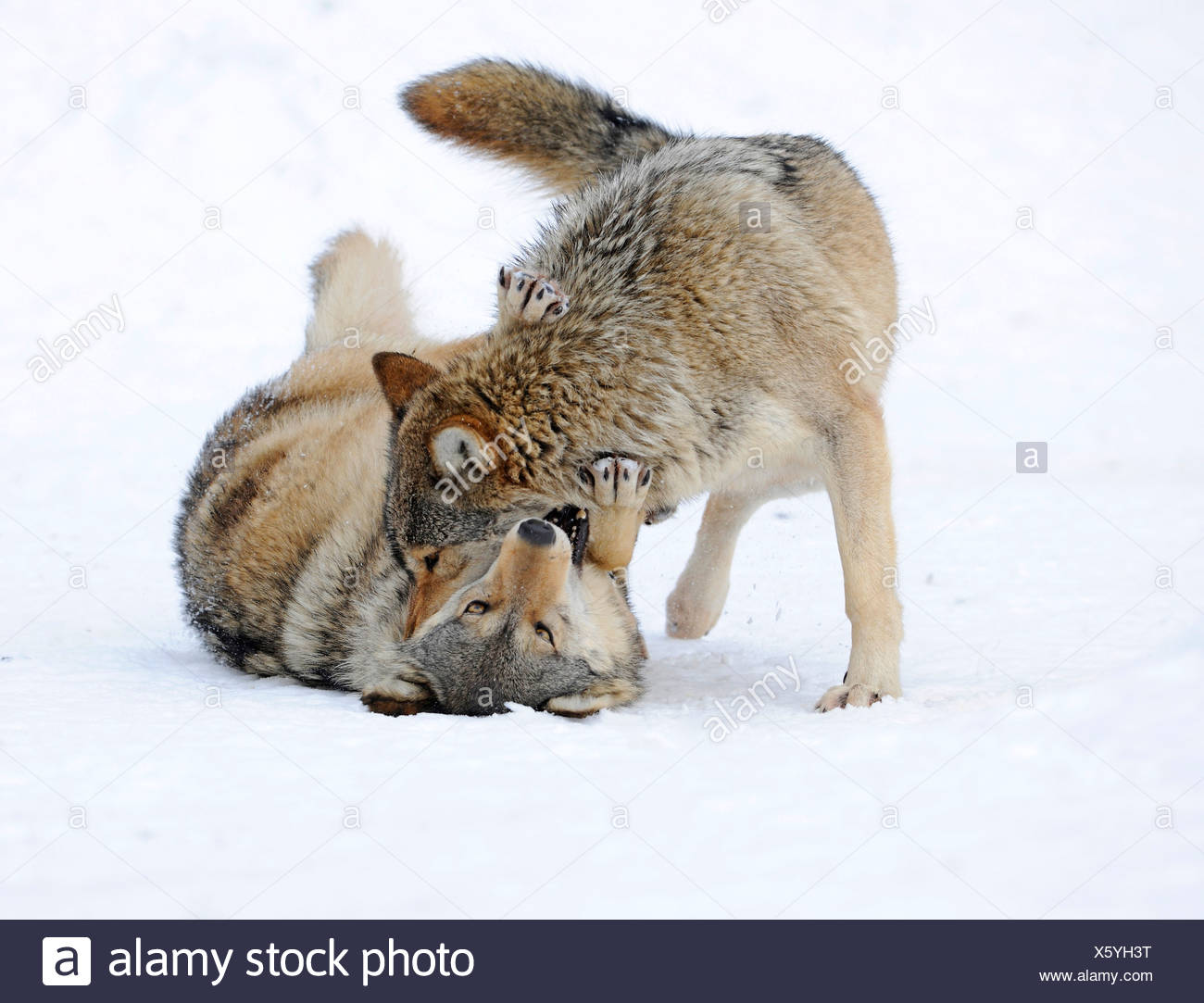 Wolf Pups Playing High Resolution Stock Photography and Images - Alamy