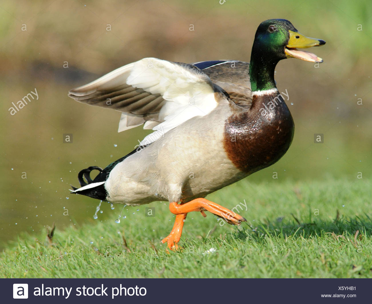 Joyful Stock Photos & Joyful Stock Images - Alamy