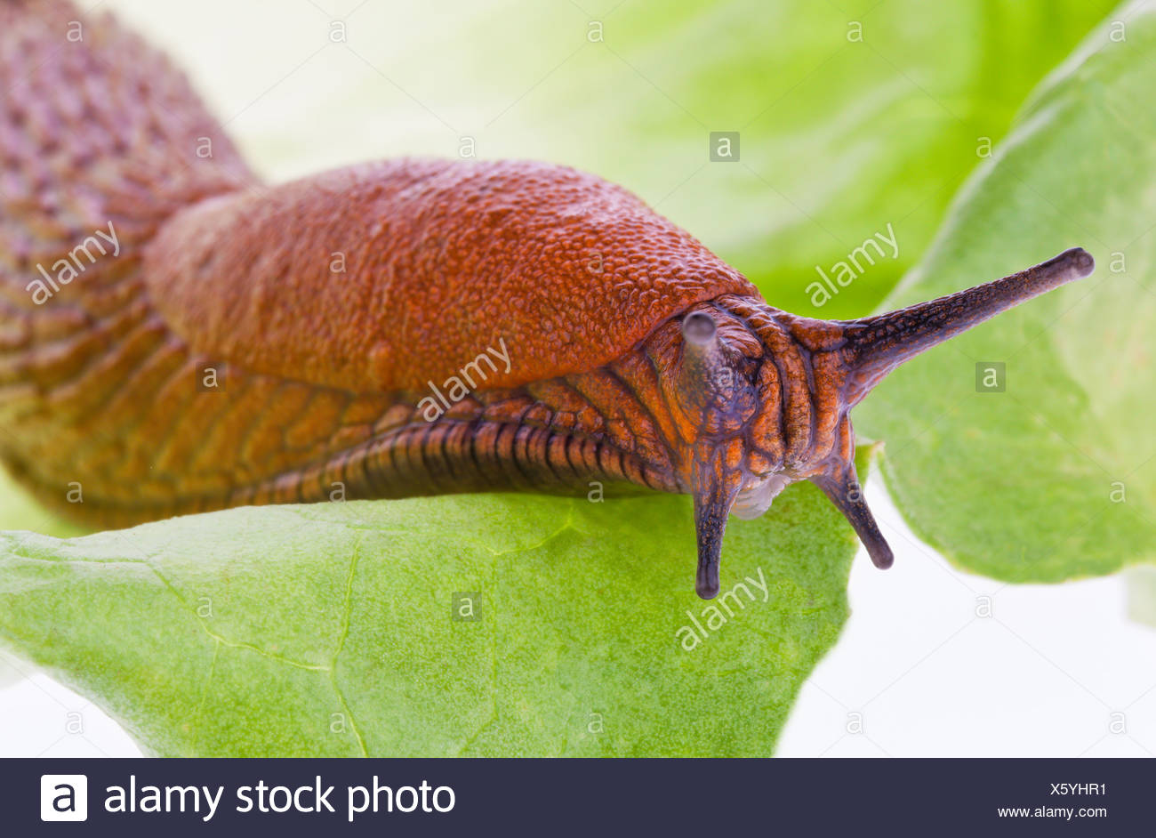 Slug On Lettuce Leaf Stock Photos & Slug On Lettuce Leaf Stock Images ...