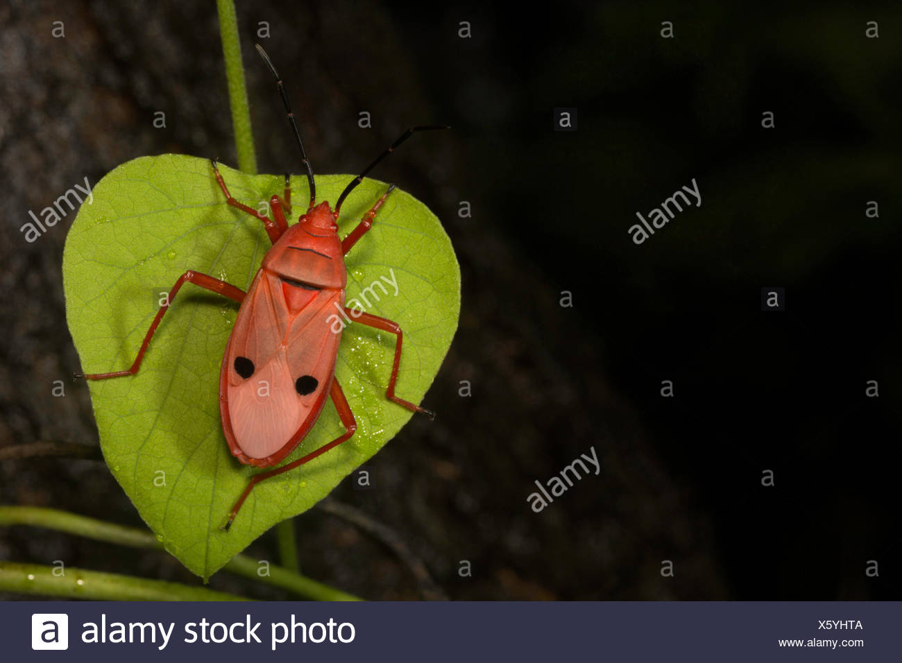 Red Cotton Bug Stock Photos & Red Cotton Bug Stock Images - Alamy