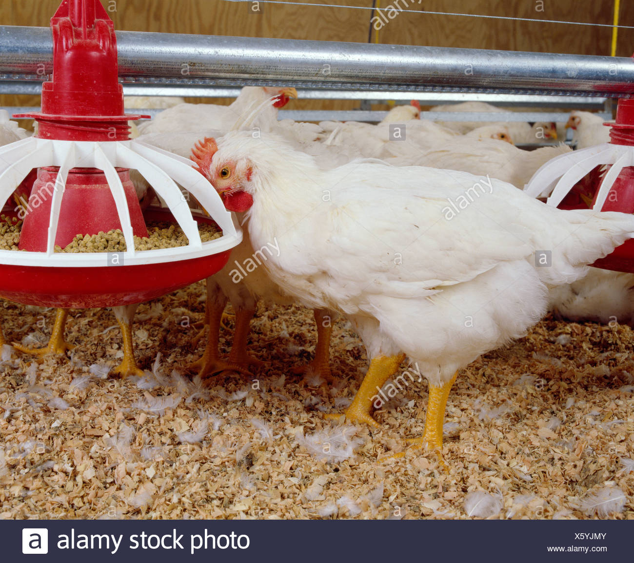 Hubbard Chicken High Resolution Stock Photography and Images - Alamy