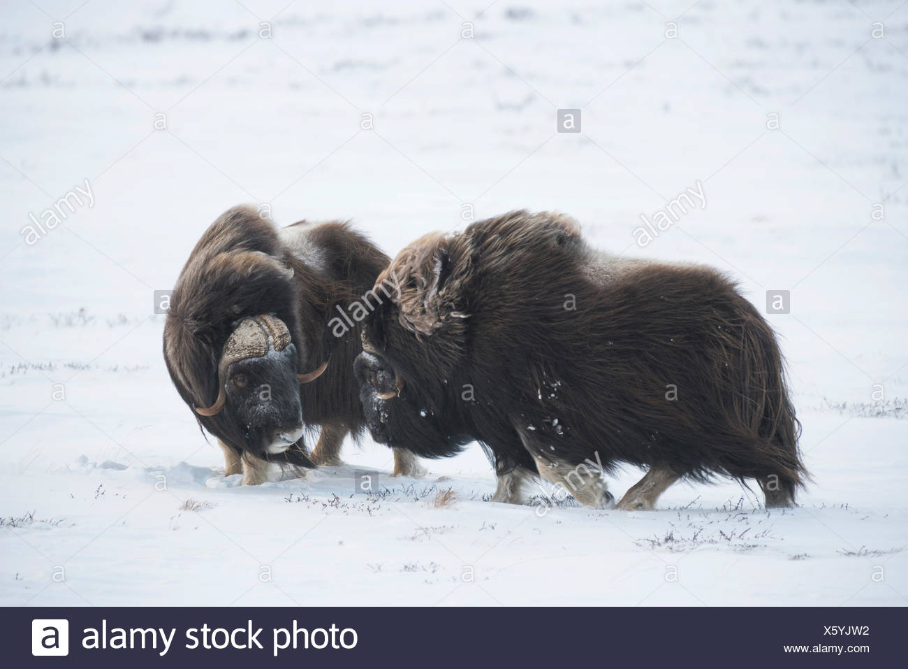 Musk Ox Fighting High Resolution Stock Photography and Images - Alamy