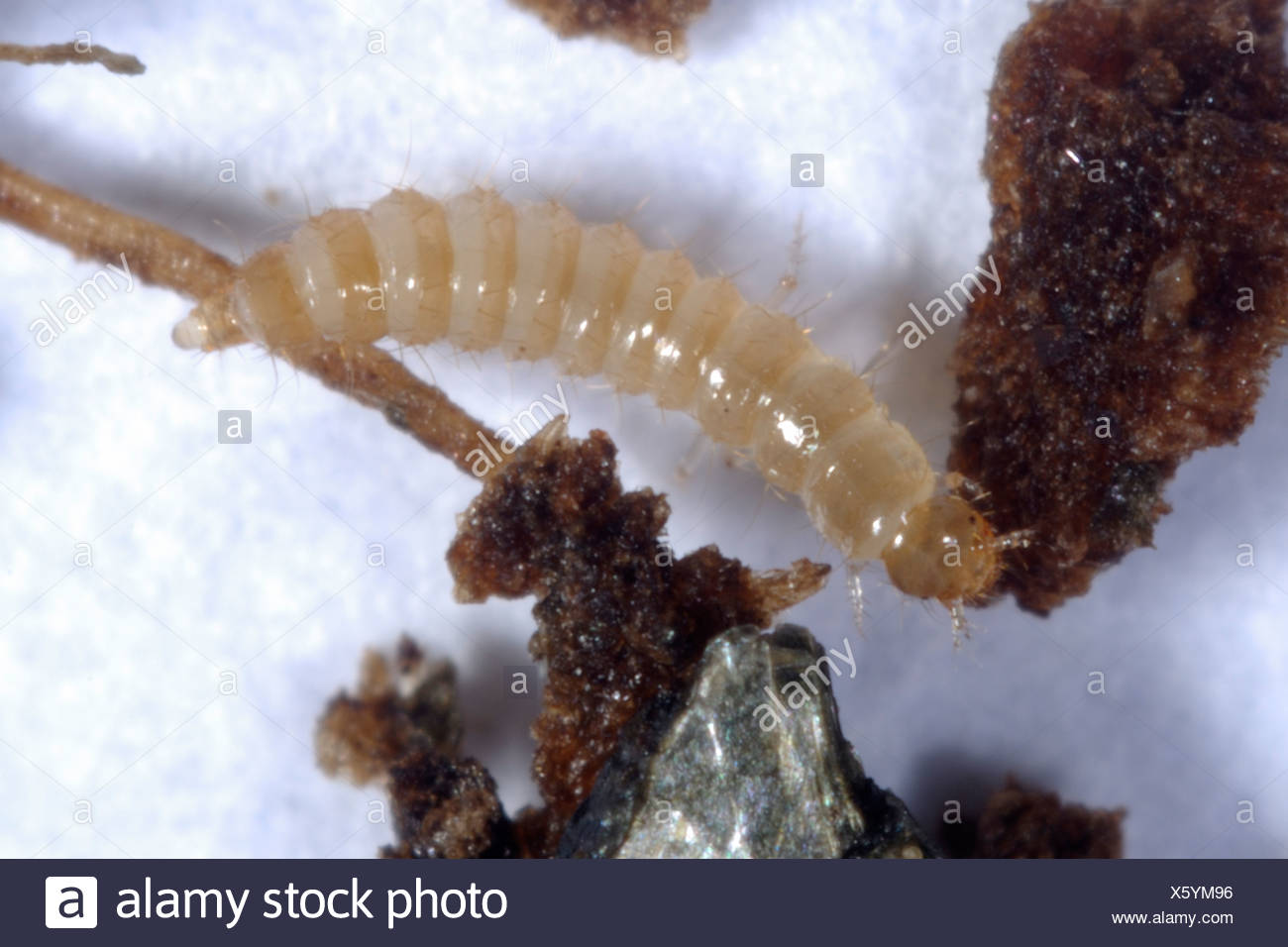 Scatella Stock Photos & Scatella Stock Images - Alamy