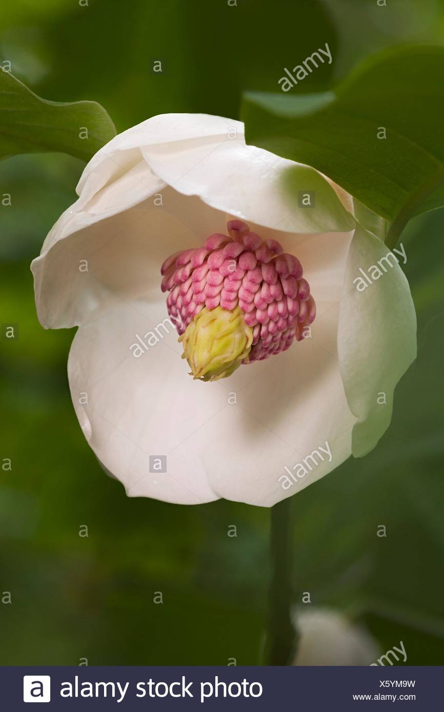 Colossus Oyama Magnolia High Resolution Stock Photography and Images ...