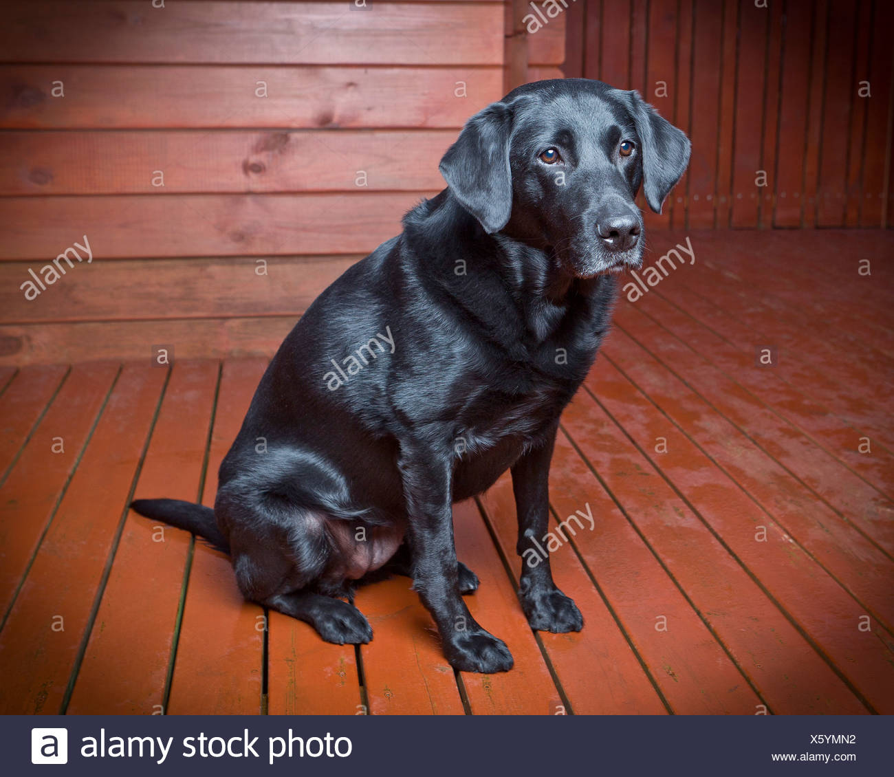Guide Dogs And Labrador High Resolution Stock Photography and Images ...