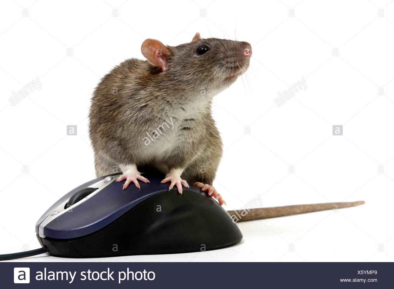 Rat And Computer Mouse Stock Photos & Rat And Computer Mouse Stock ...