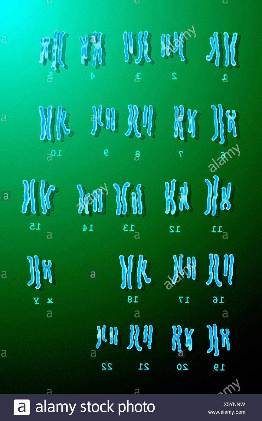 Male Karyotype Chromosomes High Resolution Stock Photography and Images ...