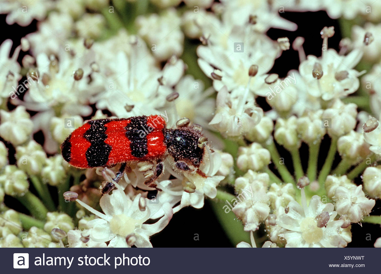 Bee Beetle Bee Wolf Bee Beetle High Resolution Stock Photography and ...