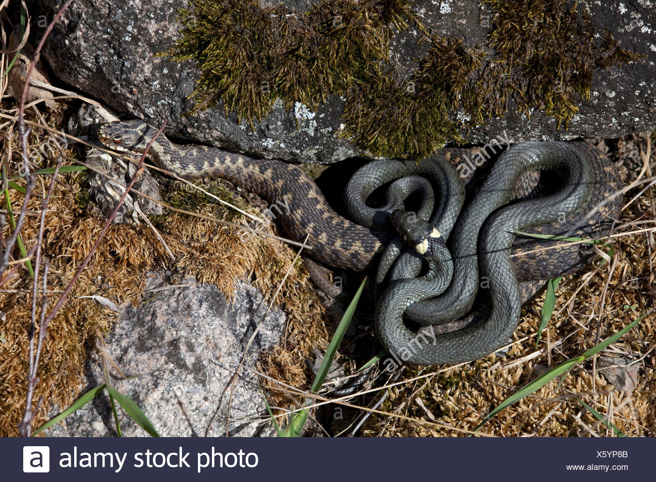 Snake Aggressive Stock Photos & Snake Aggressive Stock Images - Alamy