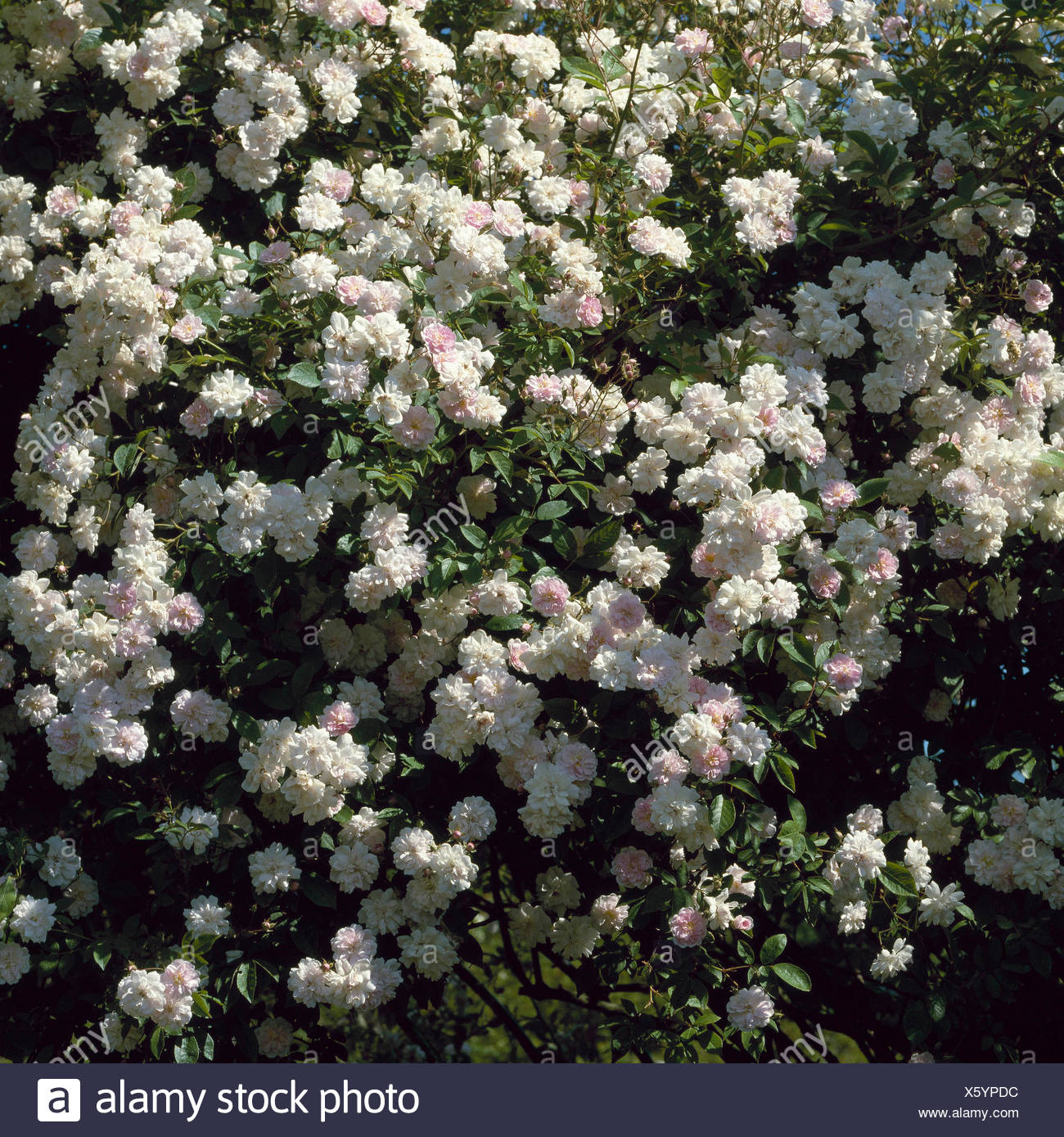 Paul's Himalayan Musk Stock Photos & Paul's Himalayan Musk Stock Images ...