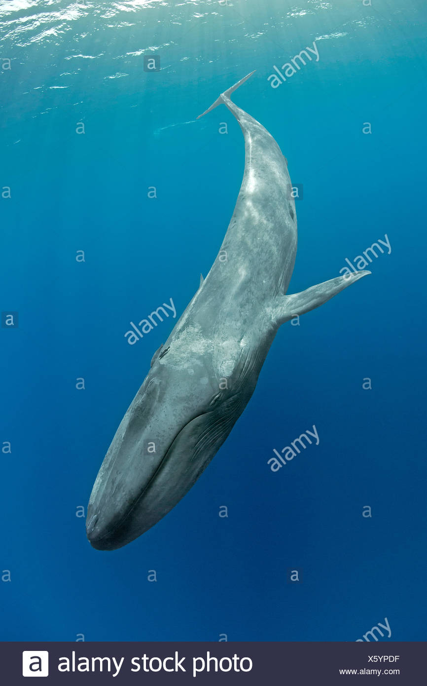 Balaenoptera Musculus Underwater High Resolution Stock Photography and ...