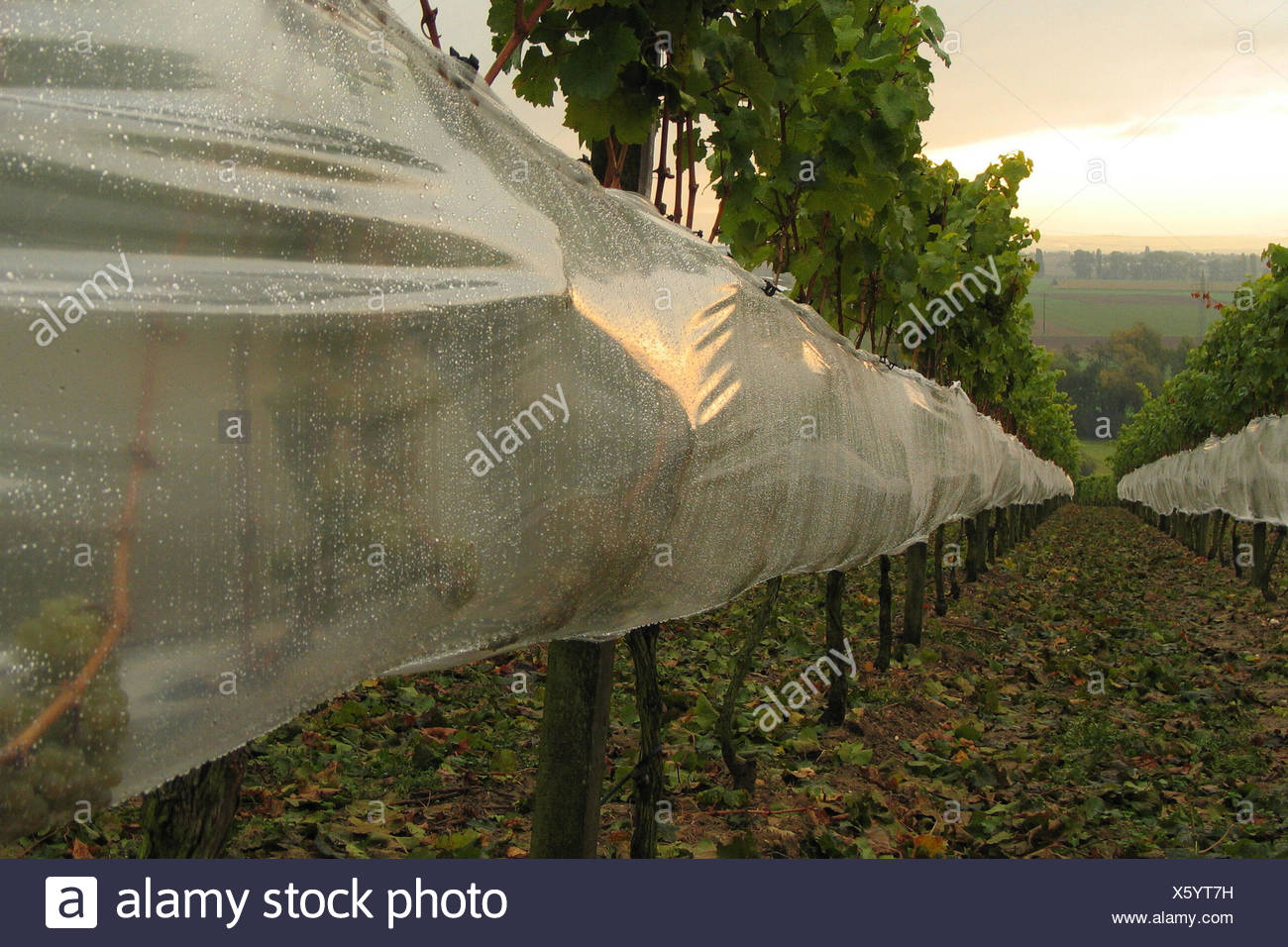 Vines Wrapped High Resolution Stock Photography and Images - Alamy