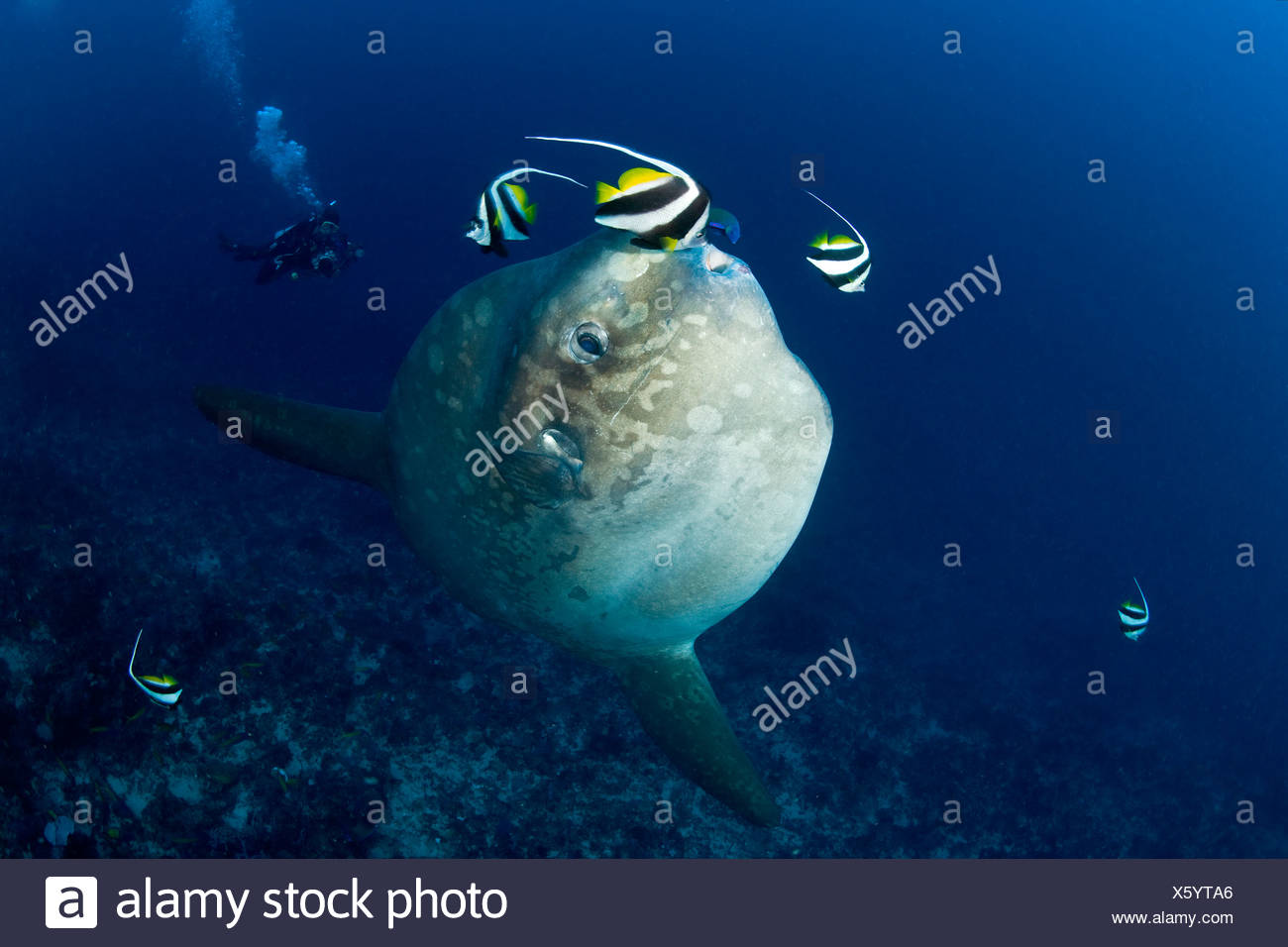 Sunfish Bali High Resolution Stock Photography and Images - Alamy