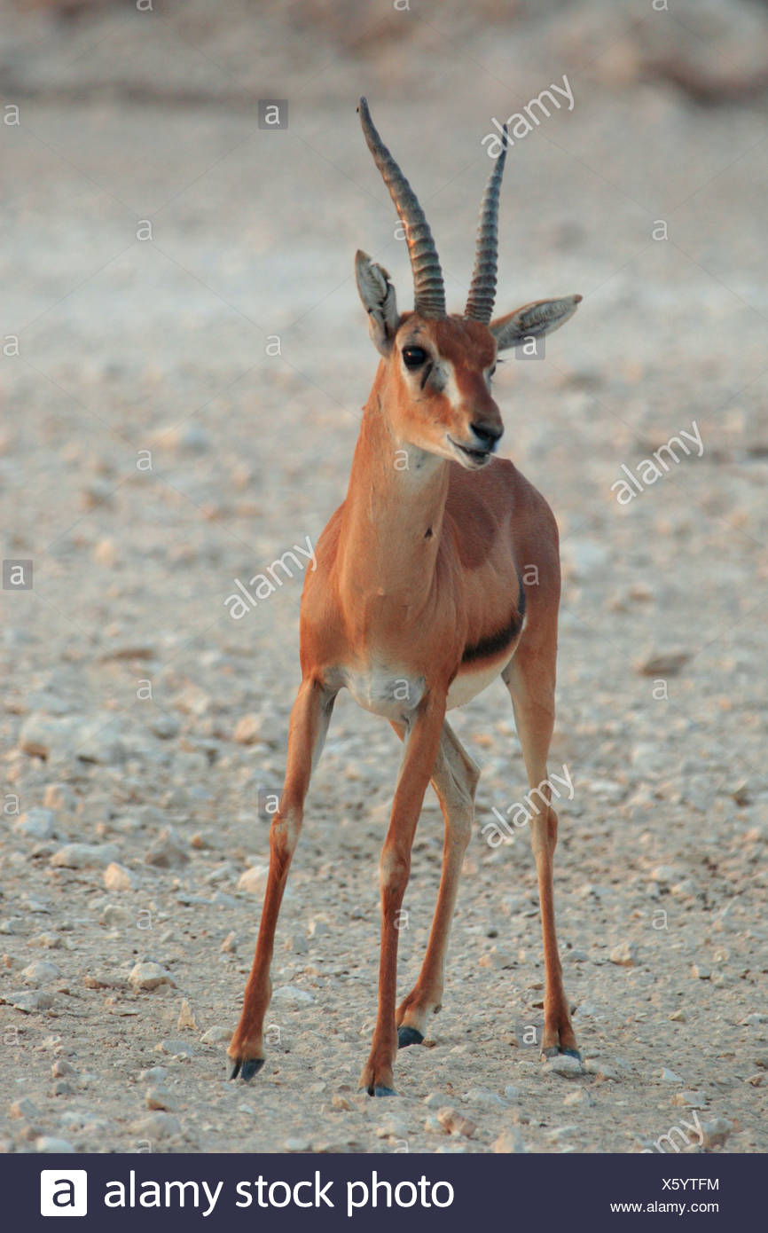 Gazella Rufifrons High Resolution Stock Photography and Images - Alamy