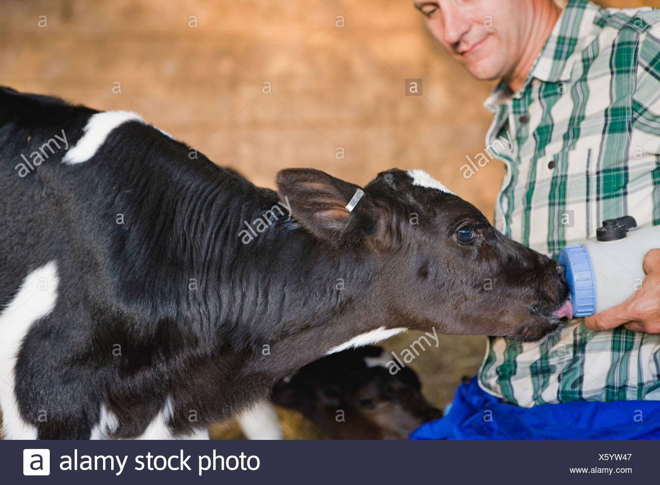 Calf Rearing Stock Photos & Calf Rearing Stock Images - Alamy