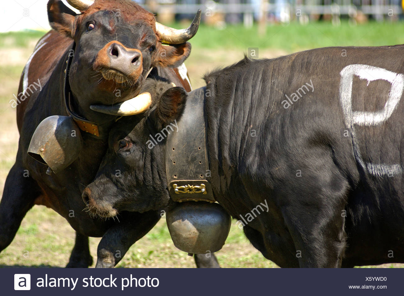 Combat Power High Resolution Stock Photography and Images - Alamy