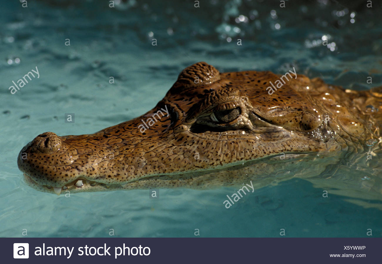 Caimen Stock Photos & Caimen Stock Images - Alamy