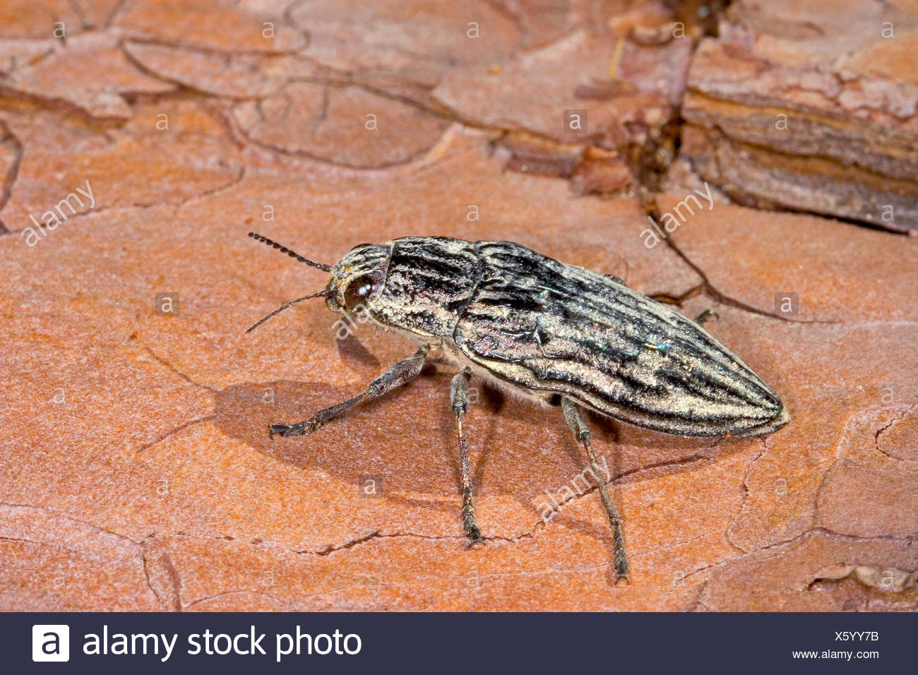 Pine Borers High Resolution Stock Photography and Images - Alamy